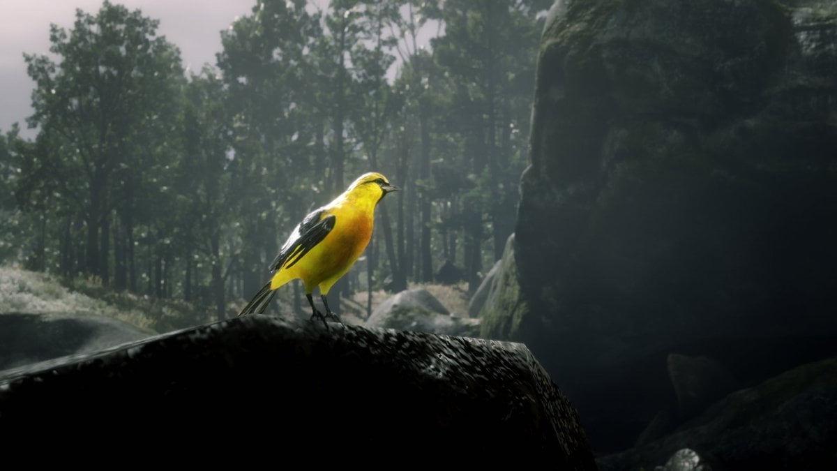 Oriole Red Dead Redemption 2 : Où trouver ce petit oiseau ? - jeuxvideo.com