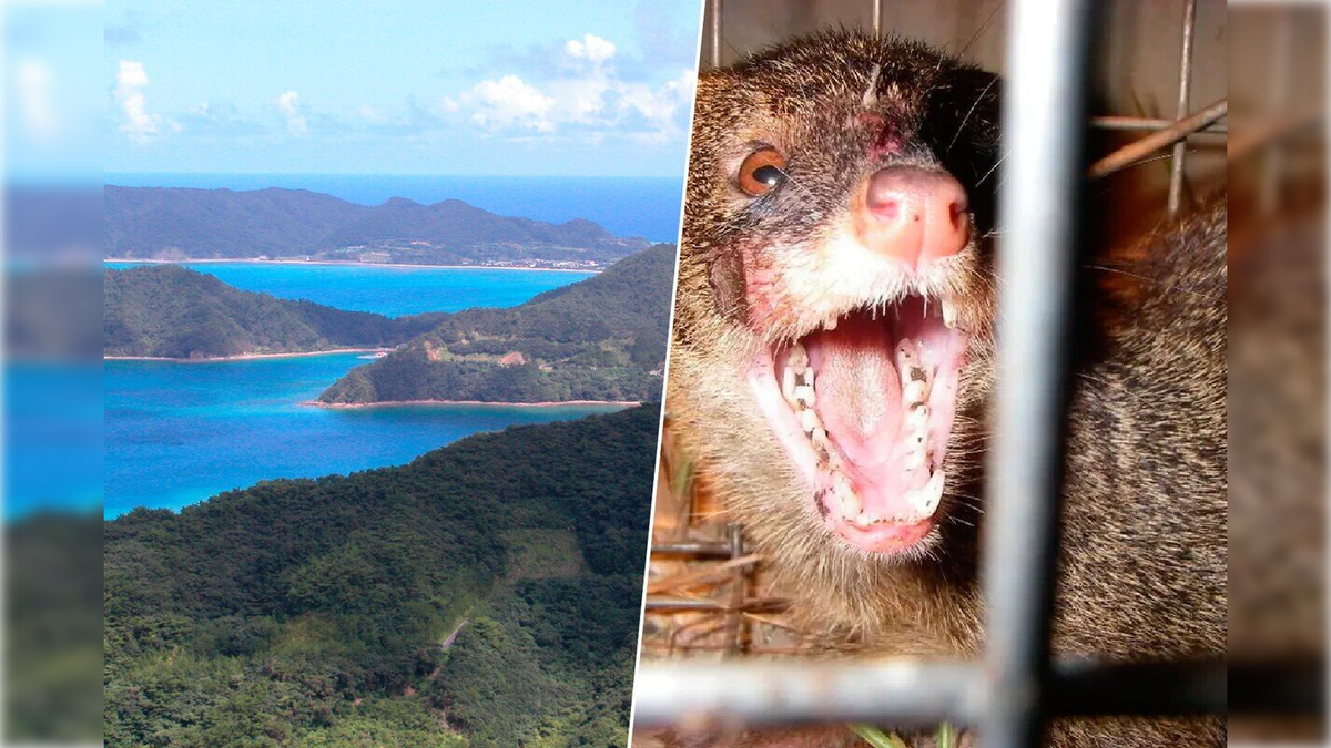 Le Japon a envoyé sur une île la mauvaise créature pour éradiquer les ...