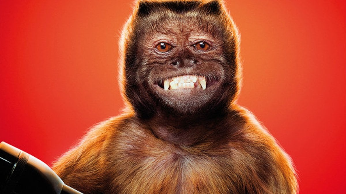 Ce singe a une carrière plus prolifique que certains acteurs, il a même ...