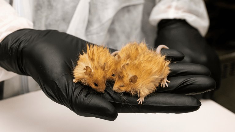 En modifiant les gènes de souris, les scientifiques ont recréé une ...