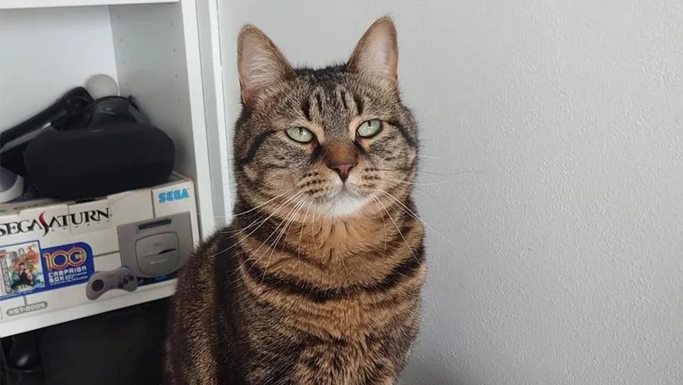 Pendant que son maître était absent, ce chat a tenté de saboter le PC ...